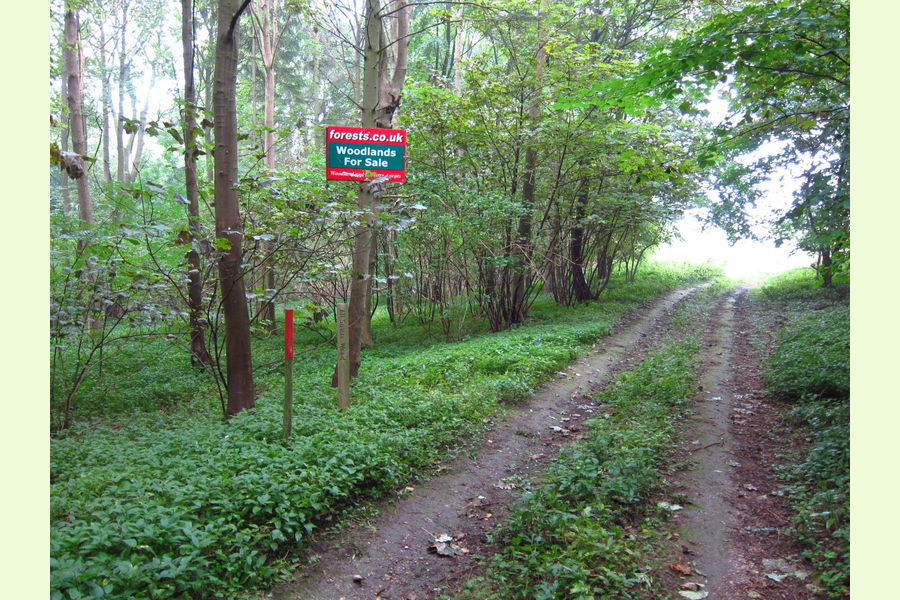 All Saints Wood, Brantingham Dale, Brantingham, East Yorkshire ...