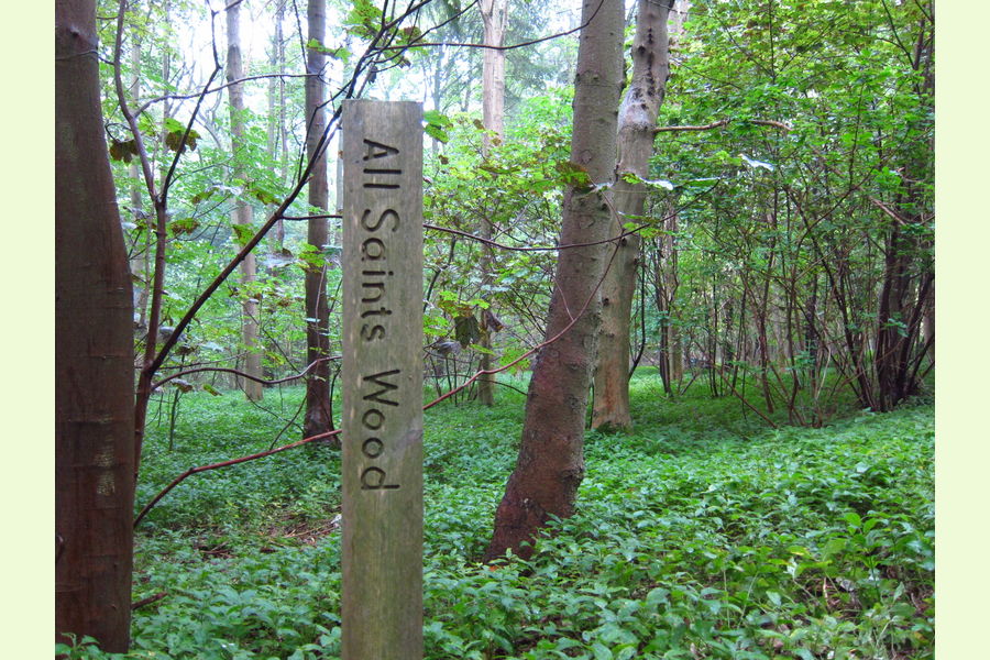 All Saints Wood, Brantingham Dale, Brantingham, East Yorkshire ...