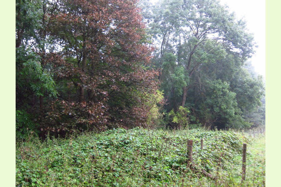 All Saints Wood, Brantingham Dale, Brantingham, East Yorkshire ...