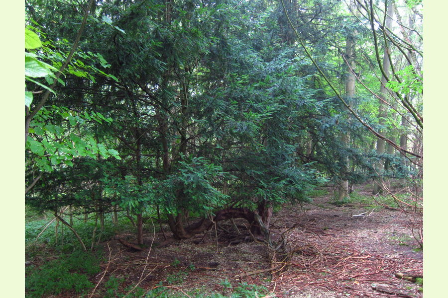All Saints Wood, Brantingham Dale, Brantingham, East Yorkshire ...