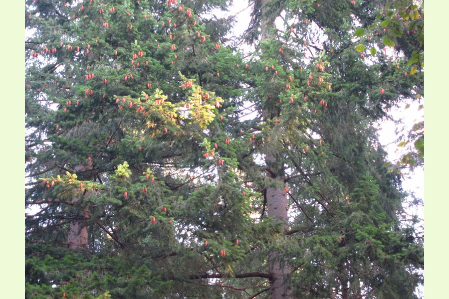 Alaud Wood, West Stow, Bury St Edmunds, Suffolk | East Anglia | Forests ...