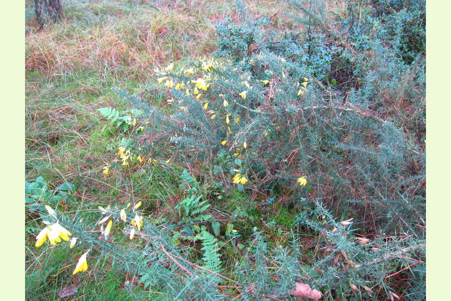 Alaud Wood, West Stow, Bury St Edmunds, Suffolk | East Anglia | Forests ...