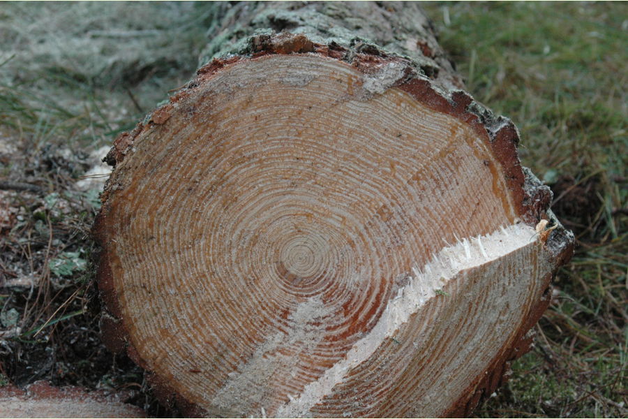 Alaud Wood, West Stow, Bury St Edmunds, Suffolk | East Anglia | Forests ...