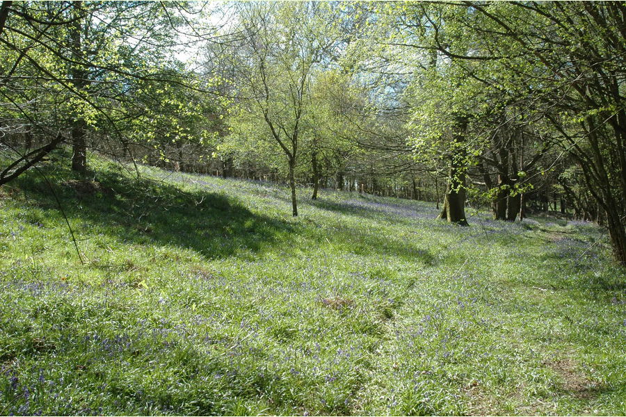 Oaken Wood, High Beeches, Brantridge, Handcross, Crawley, West Sussex ...