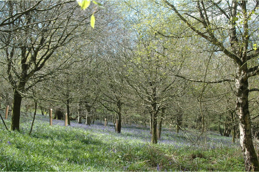 Oaken Wood, High Beeches, Brantridge, Handcross, Crawley, West Sussex ...