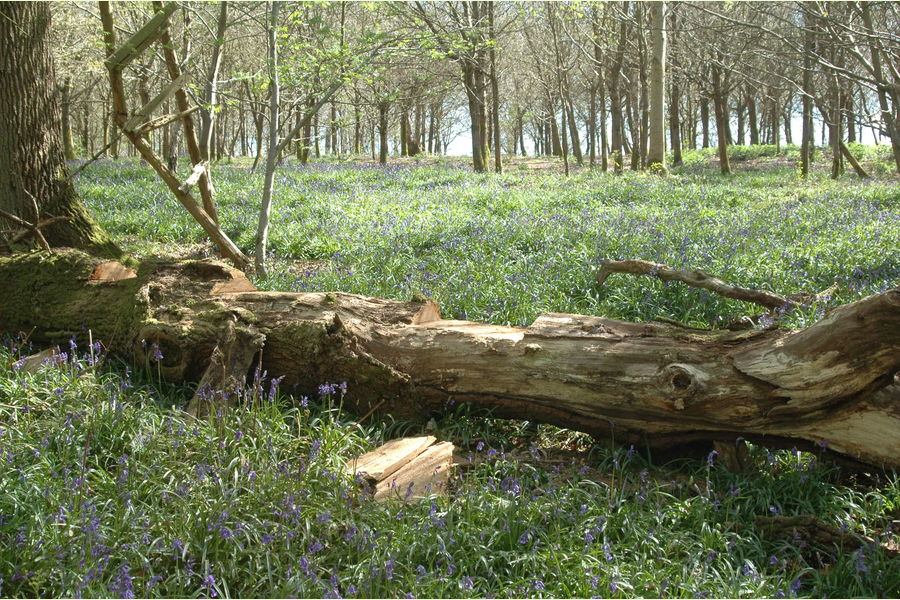 Oaken Wood, High Beeches, Brantridge, Handcross, Crawley, West Sussex ...