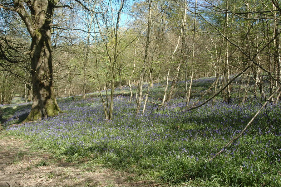 Oaken Wood, High Beeches, Brantridge, Handcross, Crawley, West Sussex ...