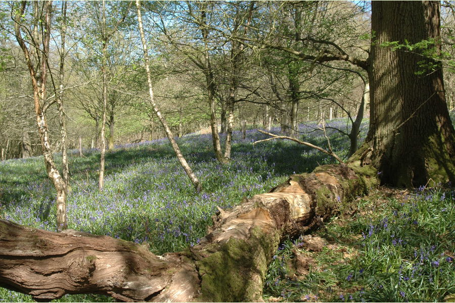 Oaken Wood, High Beeches, Brantridge, Handcross, Crawley, West Sussex ...
