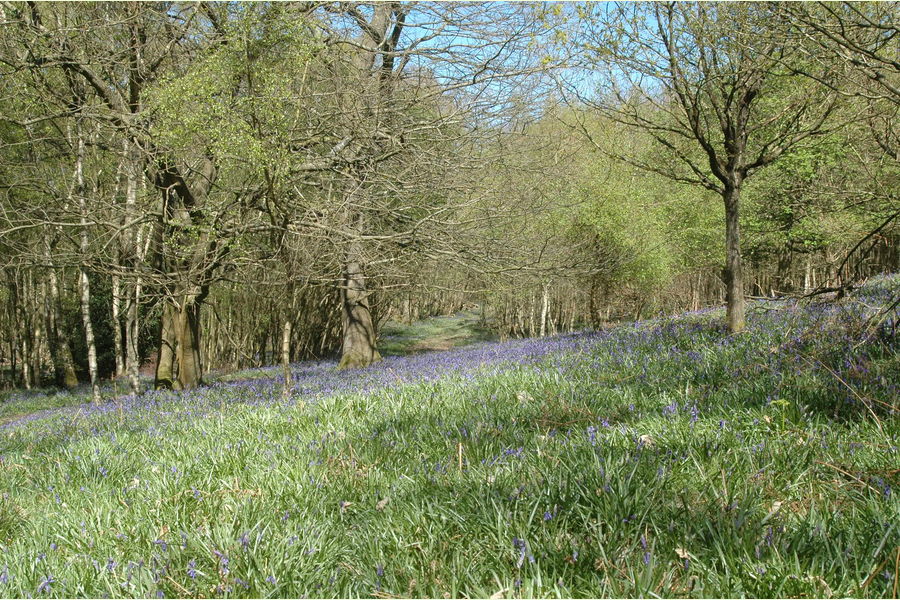 Oaken Wood, High Beeches, Brantridge, Handcross, Crawley, West Sussex ...