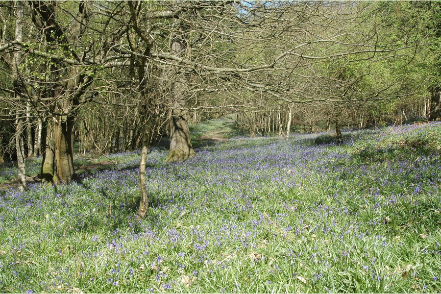 Oaken Wood, High Beeches, Brantridge, Handcross, Crawley, West Sussex ...