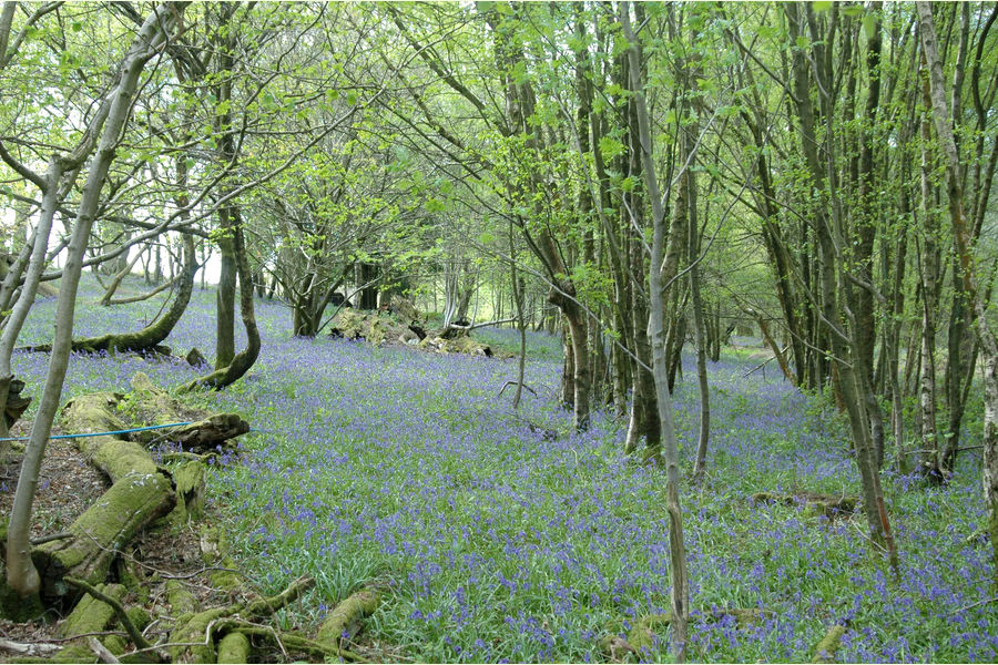 Cyrus Wood, High Beeches, Brantridge, Handcross, Crawley, West Sussex ...