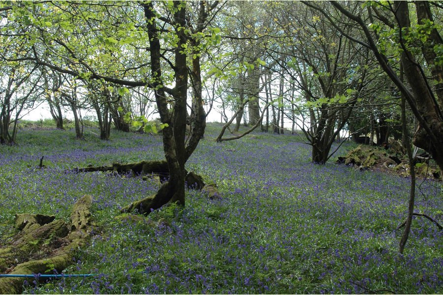 Cyrus Wood, High Beeches, Brantridge, Handcross, Crawley, West Sussex ...