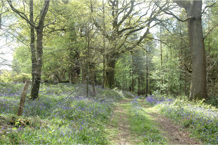 Cyrus Wood, High Beeches, Brantridge, Handcross, Crawley, West Sussex ...