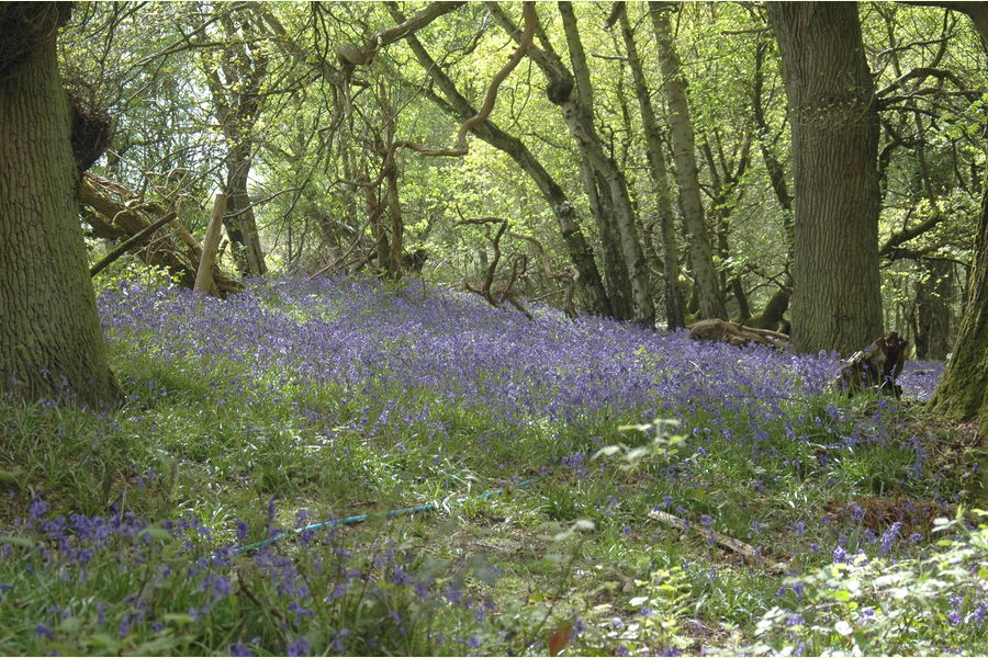 Cyrus Wood, High Beeches, Brantridge, Handcross, Crawley, West Sussex ...