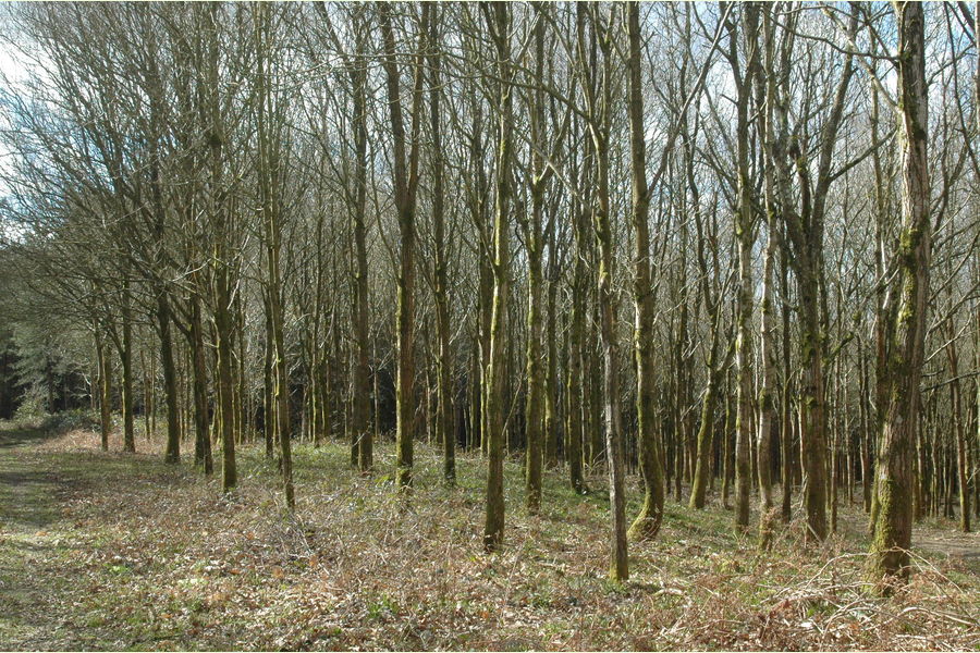 Cyrus Wood, High Beeches, Brantridge, Handcross, Crawley, West Sussex ...