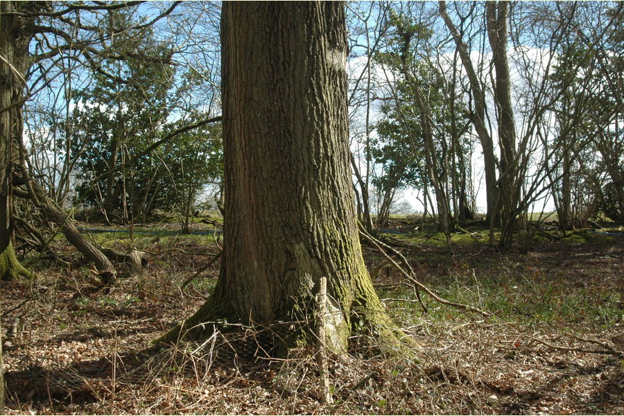 Cyrus Wood, High Beeches, Brantridge, Handcross, Crawley, West Sussex ...