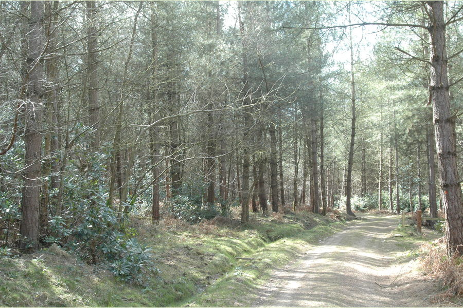 Cyrus Wood, High Beeches, Brantridge, Handcross, Crawley, West Sussex ...