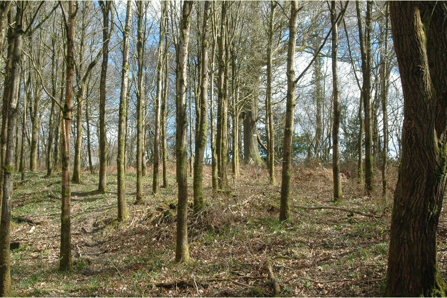 Cyrus Wood, High Beeches, Brantridge, Handcross, Crawley, West Sussex ...
