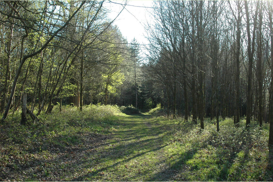 Cyrus Wood, High Beeches, Brantridge, Handcross, Crawley, West Sussex ...