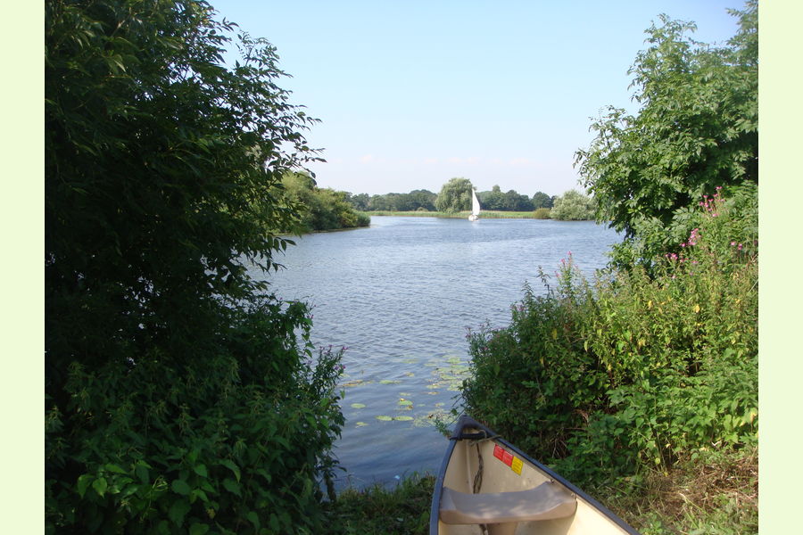 Sallow Meadow, Postwick, near Brundall, Norfolk | East Anglia | Forests ...