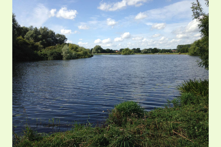 Sallow Meadow, Postwick, near Brundall, Norfolk | East Anglia | Forests ...