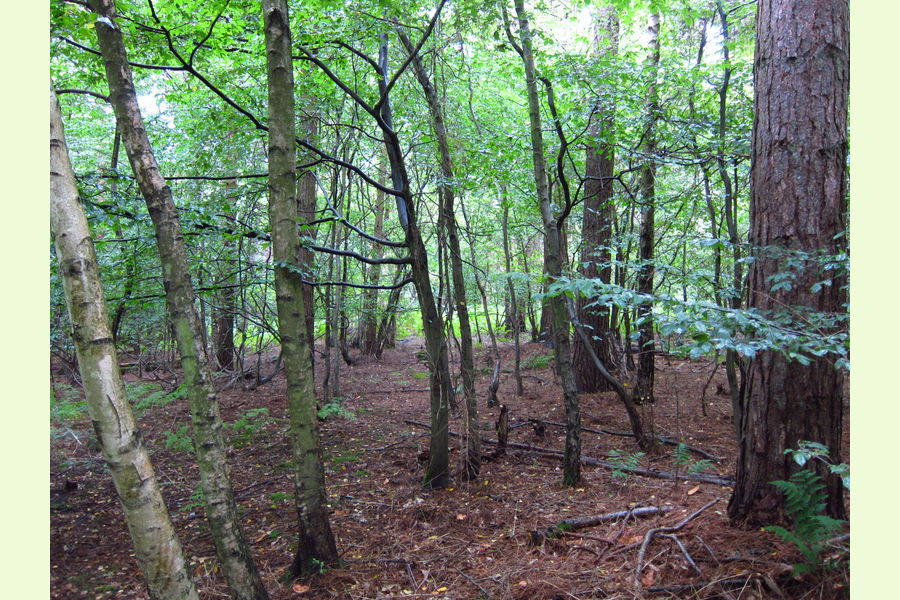 Canterbury Wood, At Longbeech near Charing in Kent | South East England ...