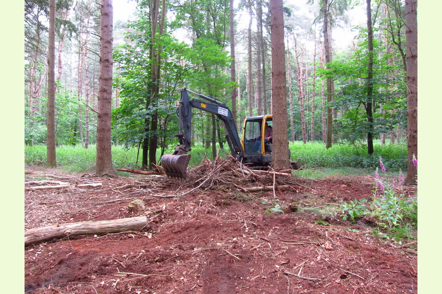 Bowl Barrow Wood, West Stow, Bury St Edmunds, Suffolk | East Anglia ...