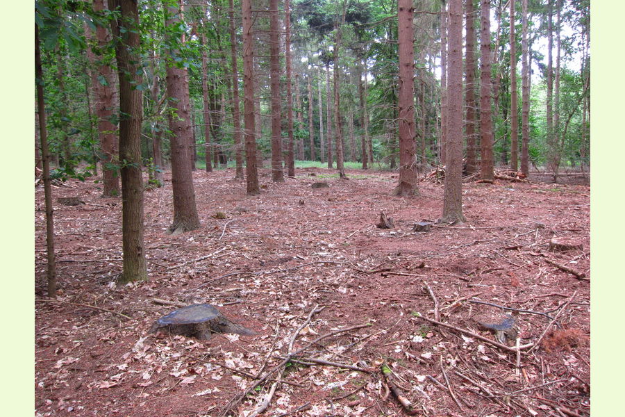Bowl Barrow Wood, West Stow, Bury St Edmunds, Suffolk | East Anglia ...