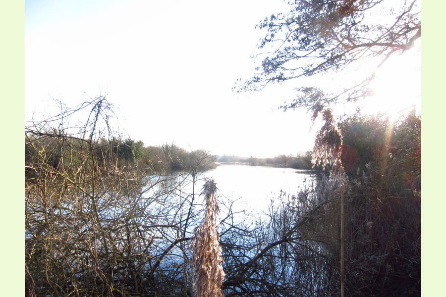 Staithe Wood, Postwick, near Brundall, Norfolk | East Anglia | Forests ...