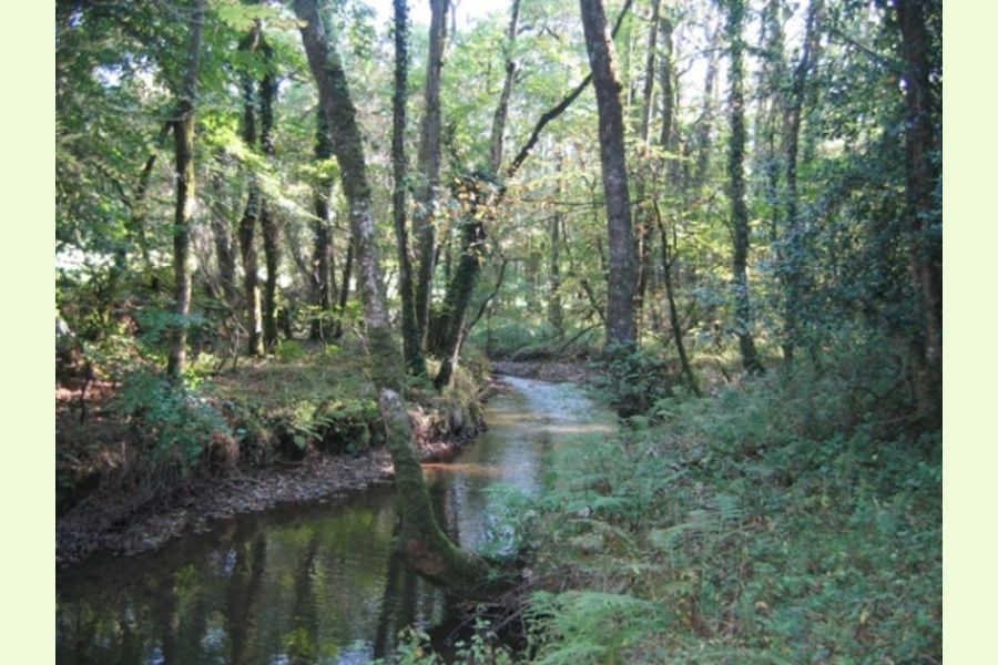 Falco Wood, near Okehampton, Devon, Ashbury, near Northlew, Okehampton ...