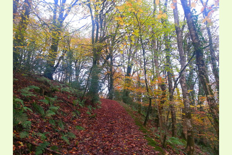 Falco Wood, near Okehampton, Devon, Ashbury, near Northlew, Okehampton ...
