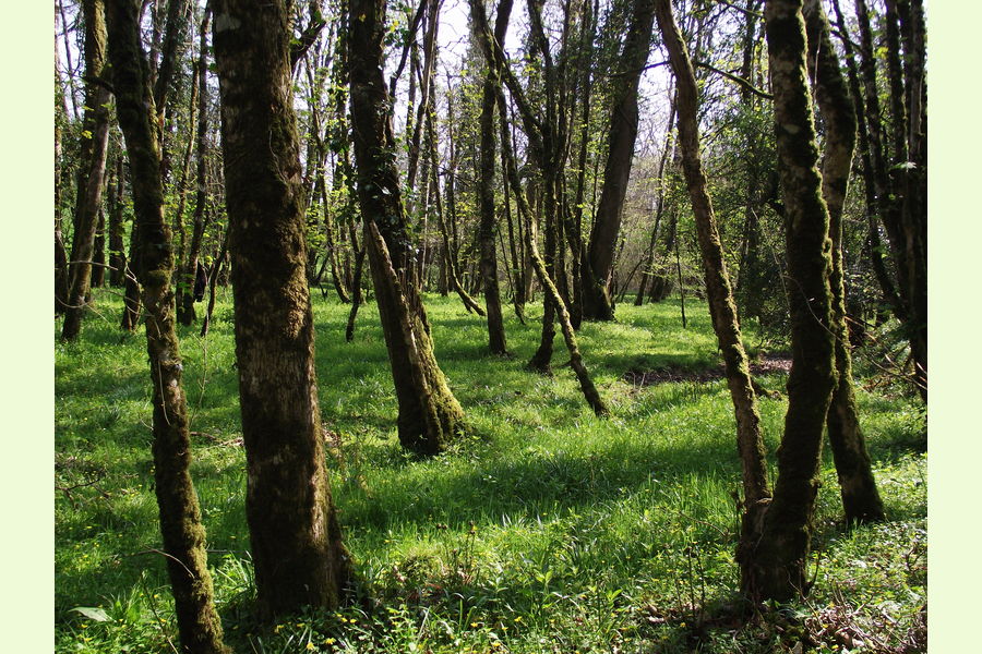 Falco Wood, near Okehampton, Devon, Ashbury, near Northlew, Okehampton ...