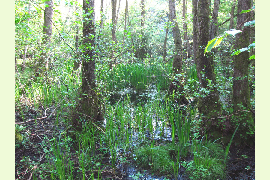 Lyde Wood, near Basingstoke, East Moor, Old Basing, near Basingstoke ...