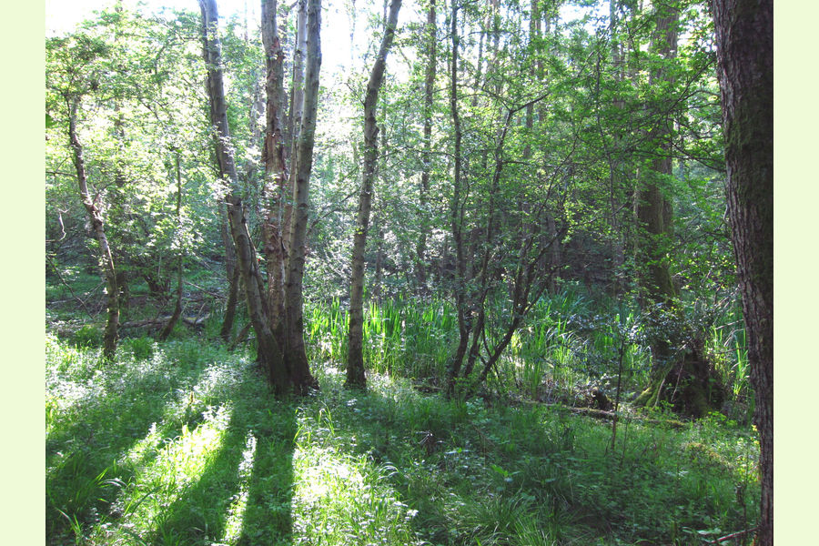 Lyde Wood, near Basingstoke, East Moor, Old Basing, near Basingstoke ...