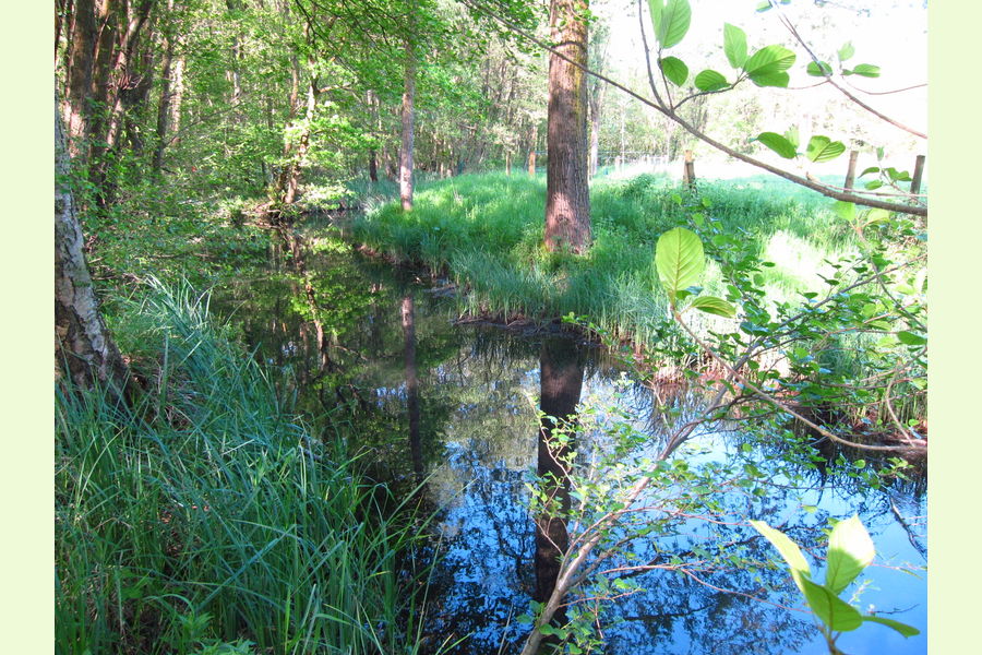 Lyde Wood, near Basingstoke, East Moor, Old Basing, near Basingstoke ...