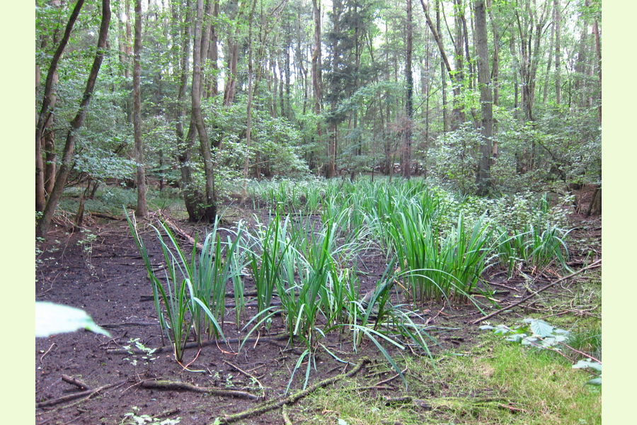 Heron Wood, East Moor, Old Basing, near Basingstoke, Hants | South East ...