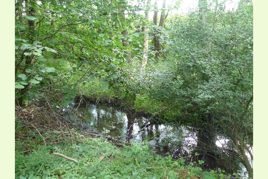 Lewen Wood, East Moor, Old Basing near Basingstoke, Hants | South East ...