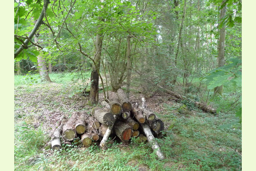 Lewen Wood, East Moor, Old Basing near Basingstoke, Hants | South East ...