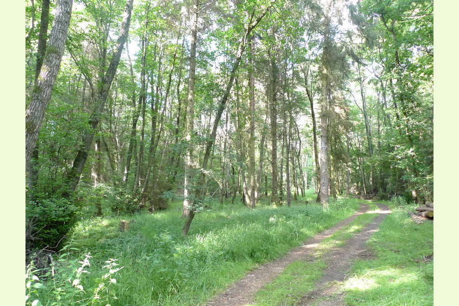 Lewen Wood, East Moor, Old Basing near Basingstoke, Hants | South East ...