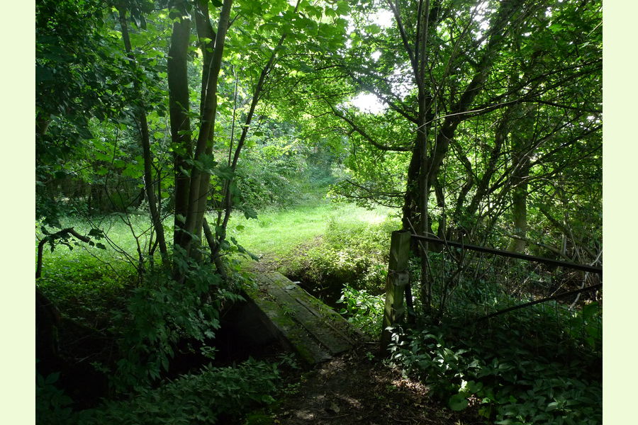 Lark Wood, Whepstead, near Bury St Edmunds, Suffolk | East Anglia ...