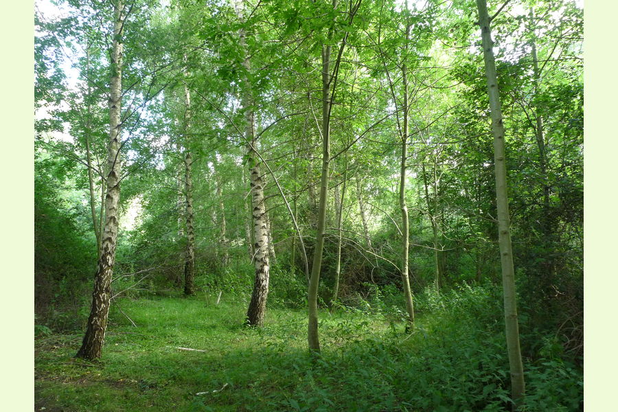 Lark Wood, Whepstead, near Bury St Edmunds, Suffolk | East Anglia ...