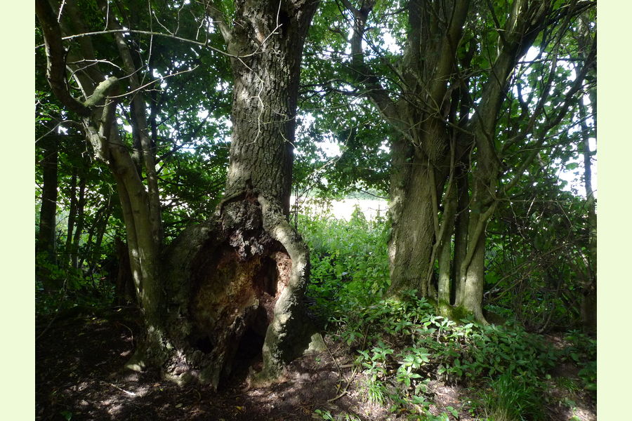 Lark Wood, Whepstead, near Bury St Edmunds, Suffolk | East Anglia ...