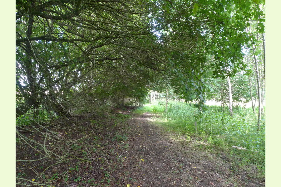 Lark Wood, Whepstead, near Bury St Edmunds, Suffolk | East Anglia ...