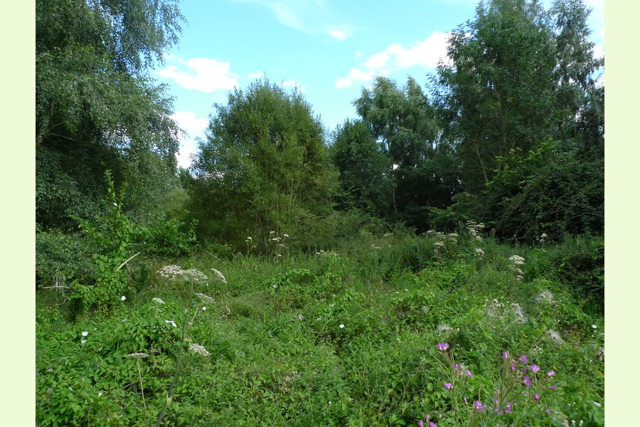 Lark Wood, Whepstead, near Bury St Edmunds, Suffolk | East Anglia ...