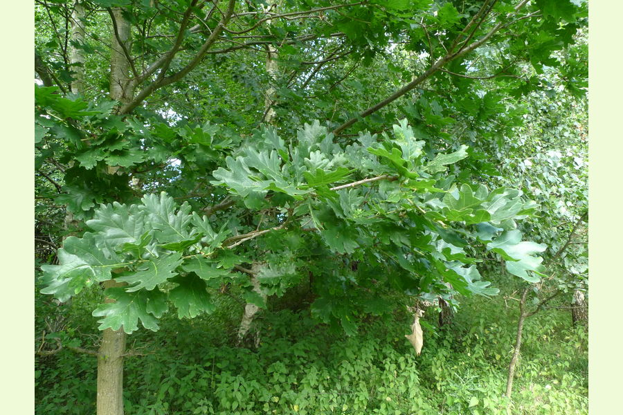 Lark Wood, Whepstead, near Bury St Edmunds, Suffolk | East Anglia ...