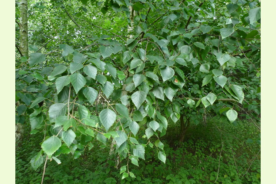 Lark Wood, Whepstead, near Bury St Edmunds, Suffolk | East Anglia ...