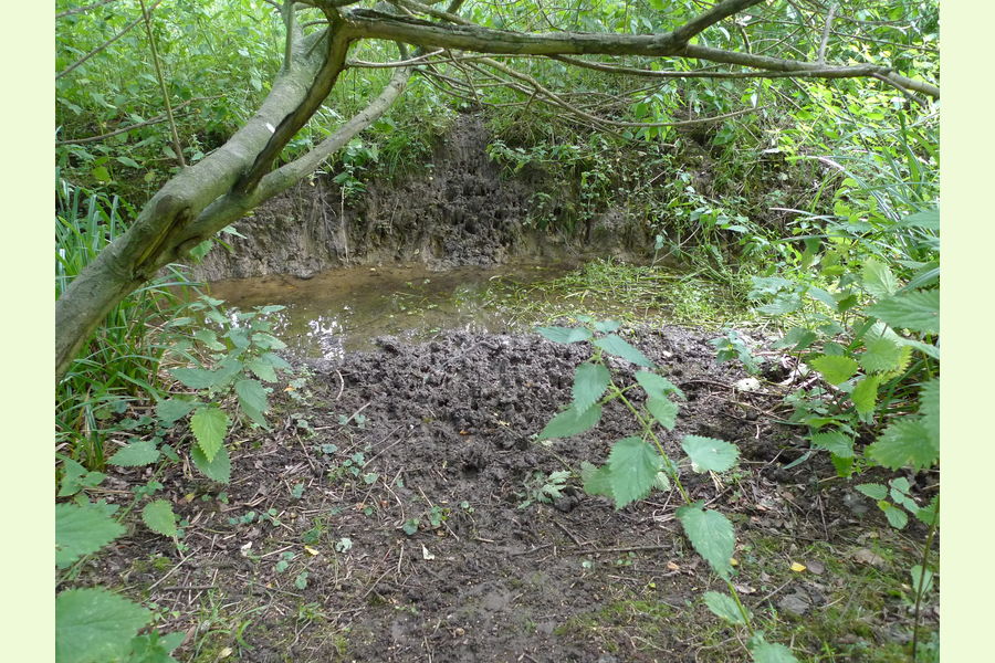 Lark Wood, Whepstead, near Bury St Edmunds, Suffolk | East Anglia ...