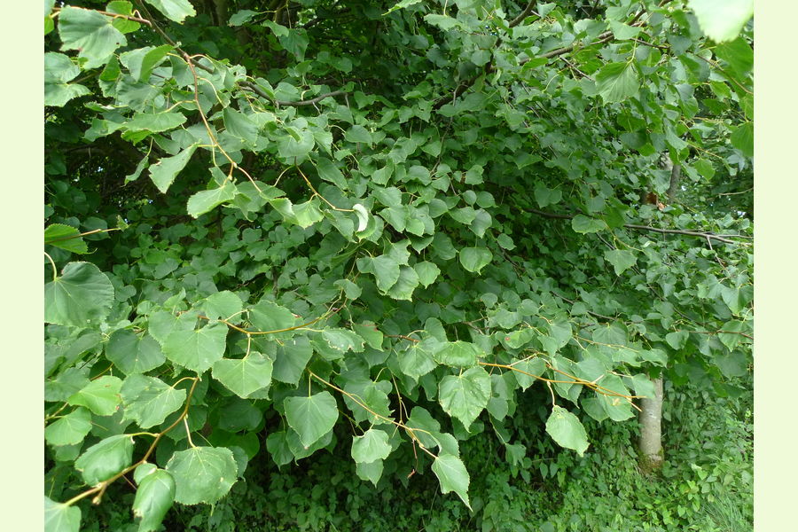 Lark Wood, Whepstead, near Bury St Edmunds, Suffolk | East Anglia ...