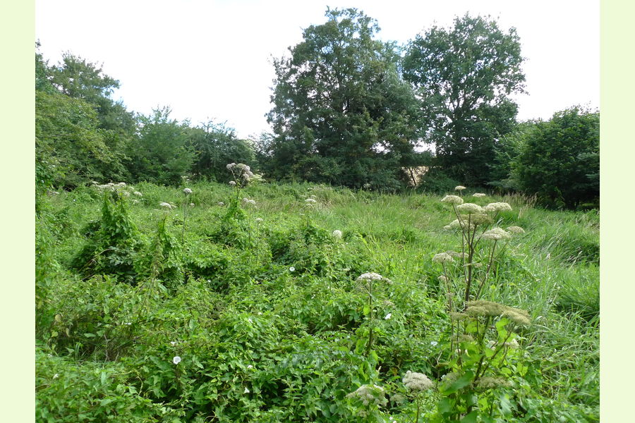 Lark Wood, Whepstead, near Bury St Edmunds, Suffolk | East Anglia ...