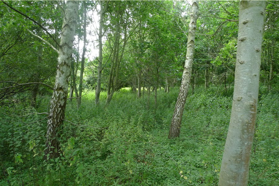 Lark Wood, Whepstead, near Bury St Edmunds, Suffolk | East Anglia ...